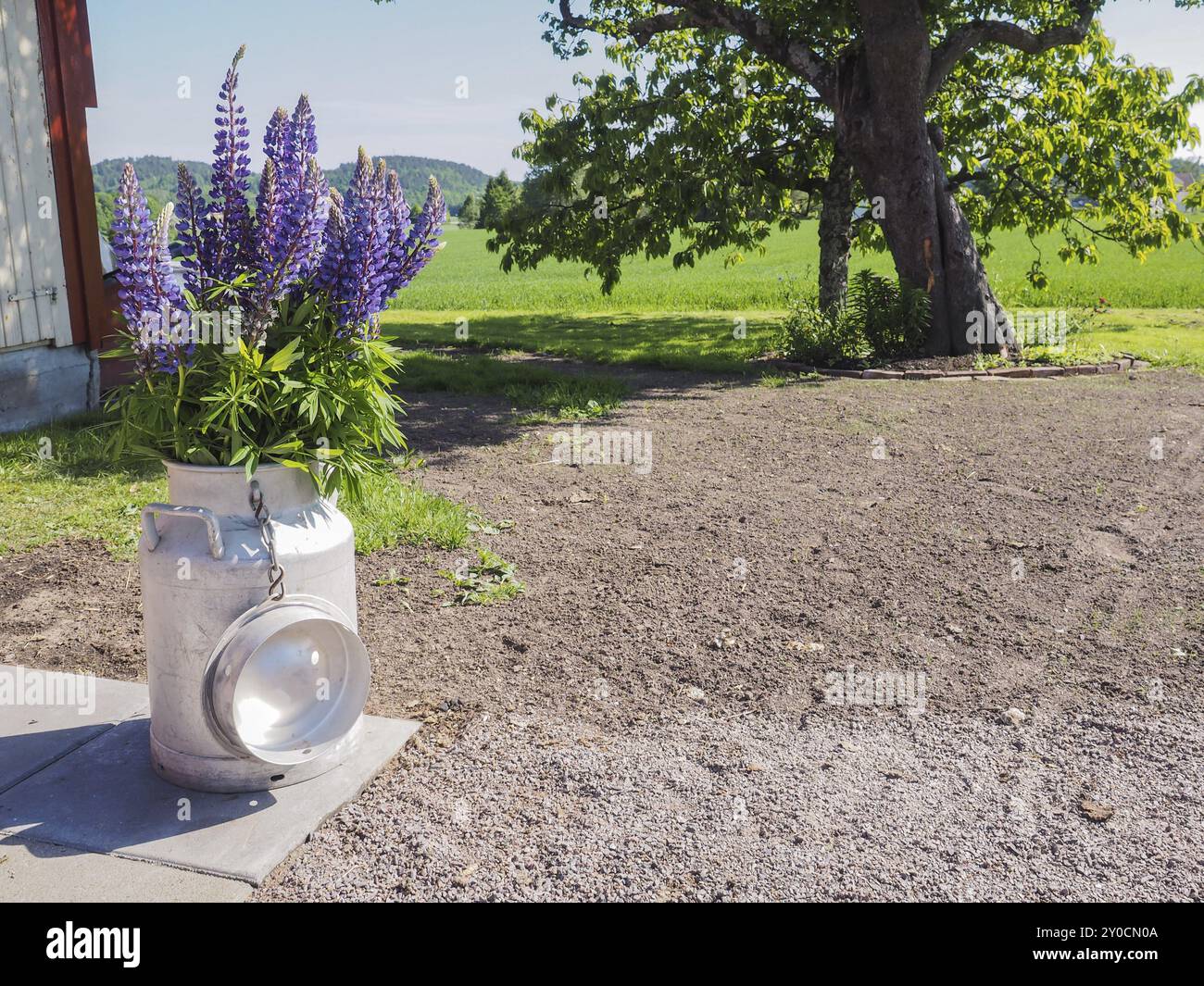 Purple Melbourne flowers in an aluminum milk barrel on a farm Stock ...