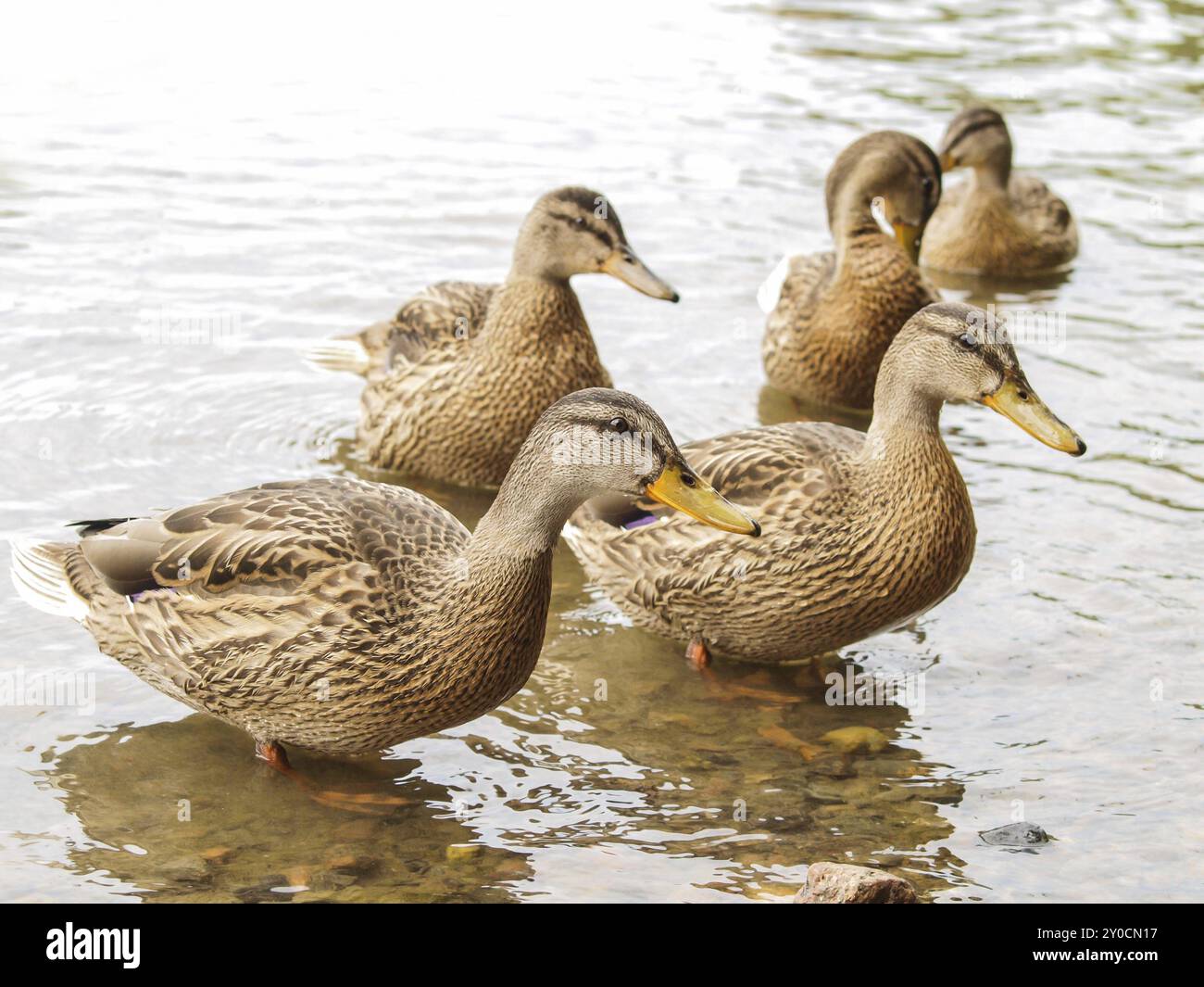 Group of female mallard ducks, in water Stock Photo - Alamy