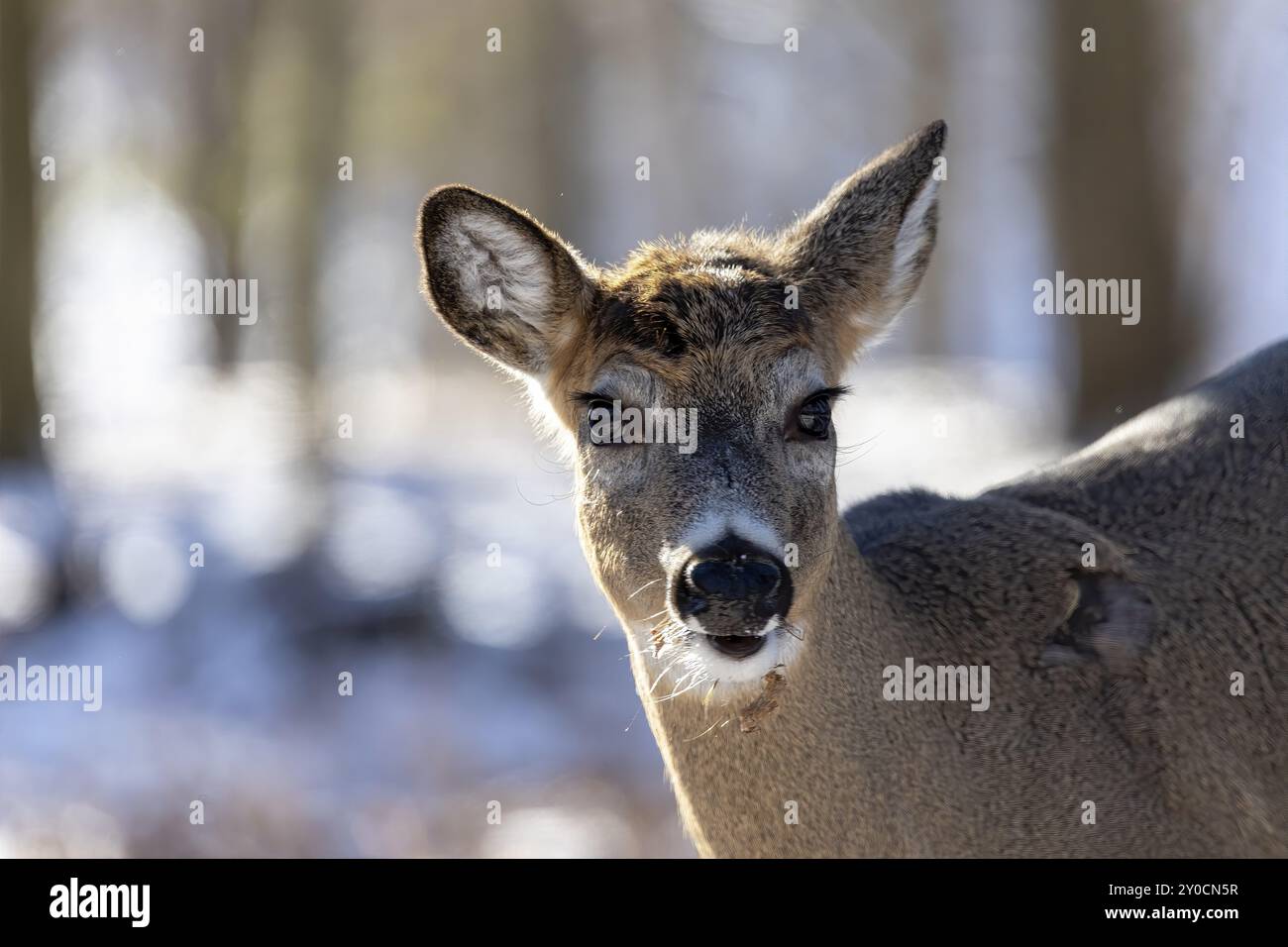The white-tailed deer also known as the whitetail or Virginia deer ...