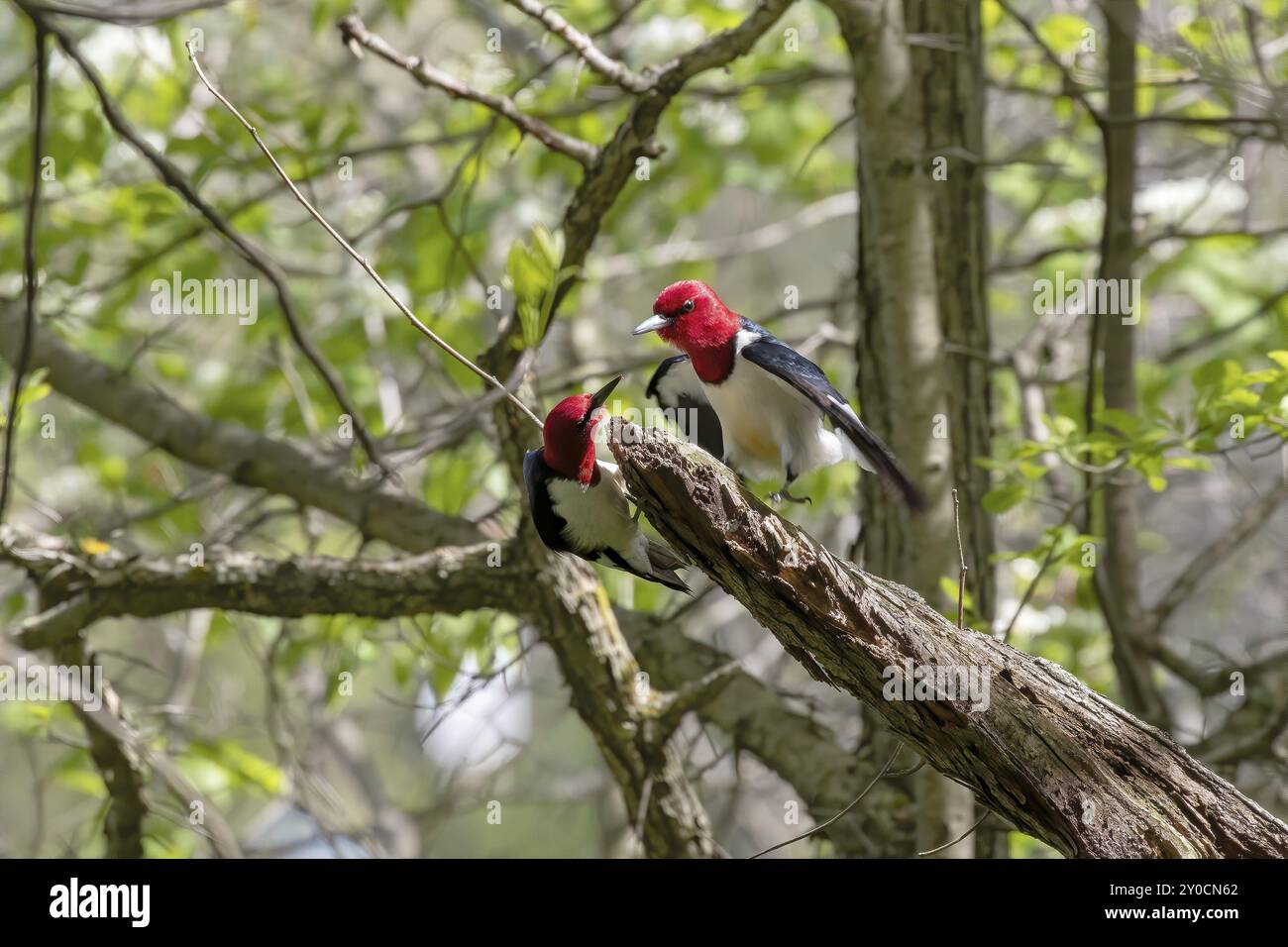 Natural scene from Wisconsin state park Stock Photo - Alamy