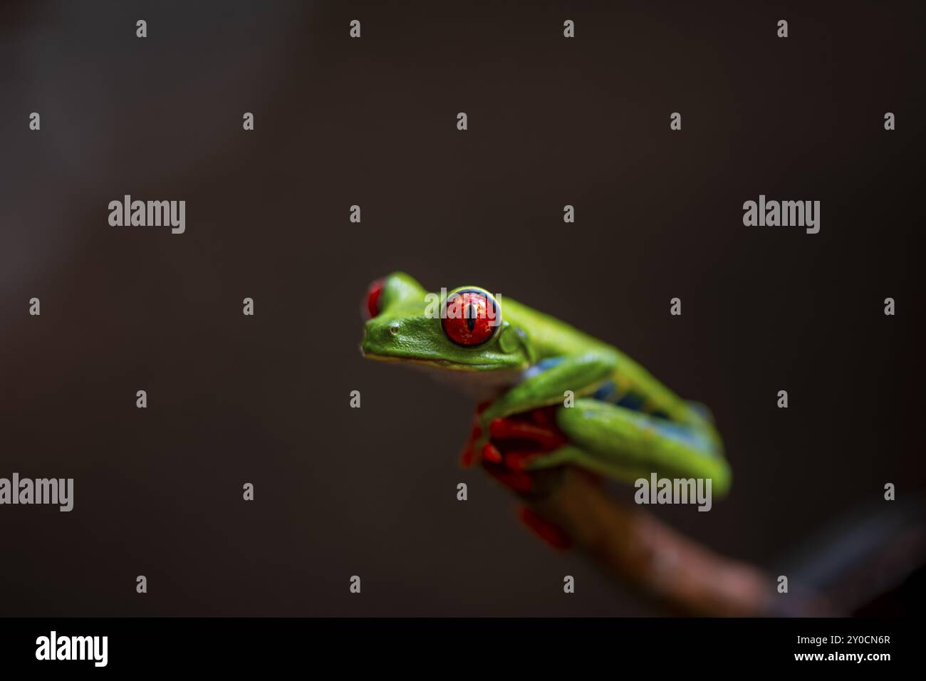 Red-eyed tree frog (Agalychnis callidryas), sitting on a branch ...