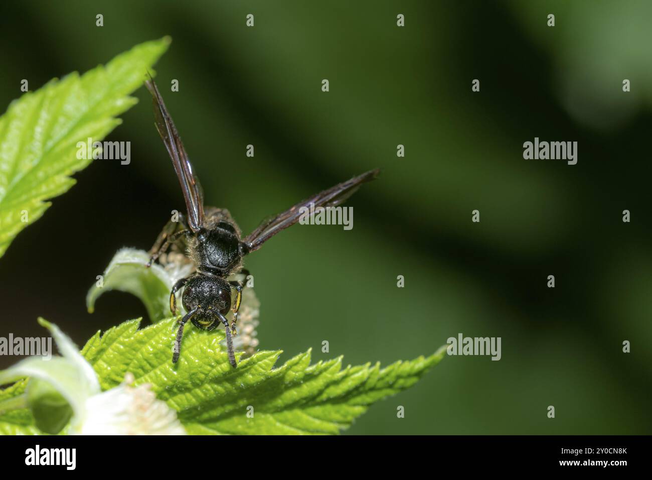 Common black carpenter ant hi-res stock photography and images - Alamy
