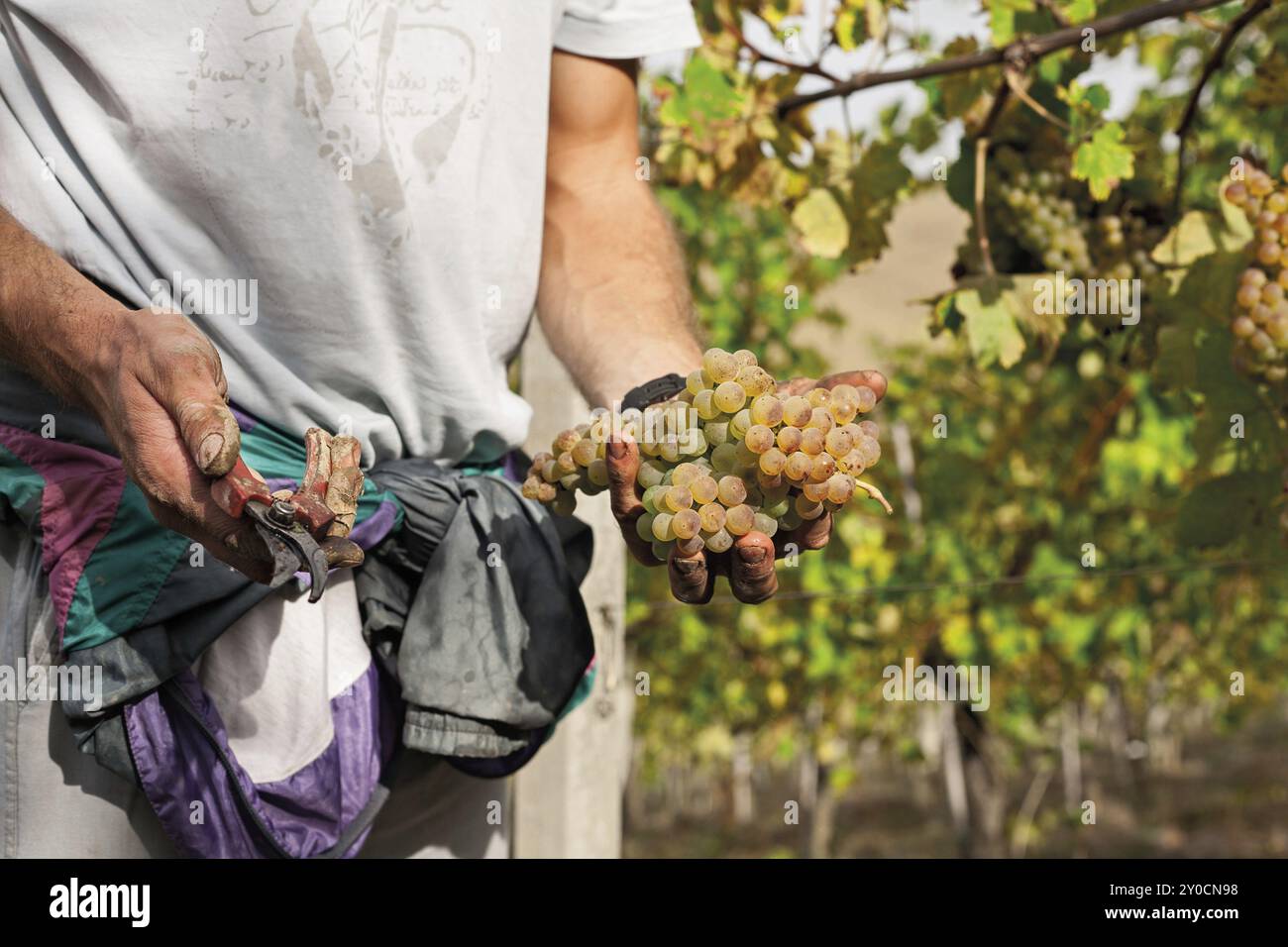 Grape harvester showing a bunch of grapes with scissors in front of a vineyard Stock Photo - Alamy