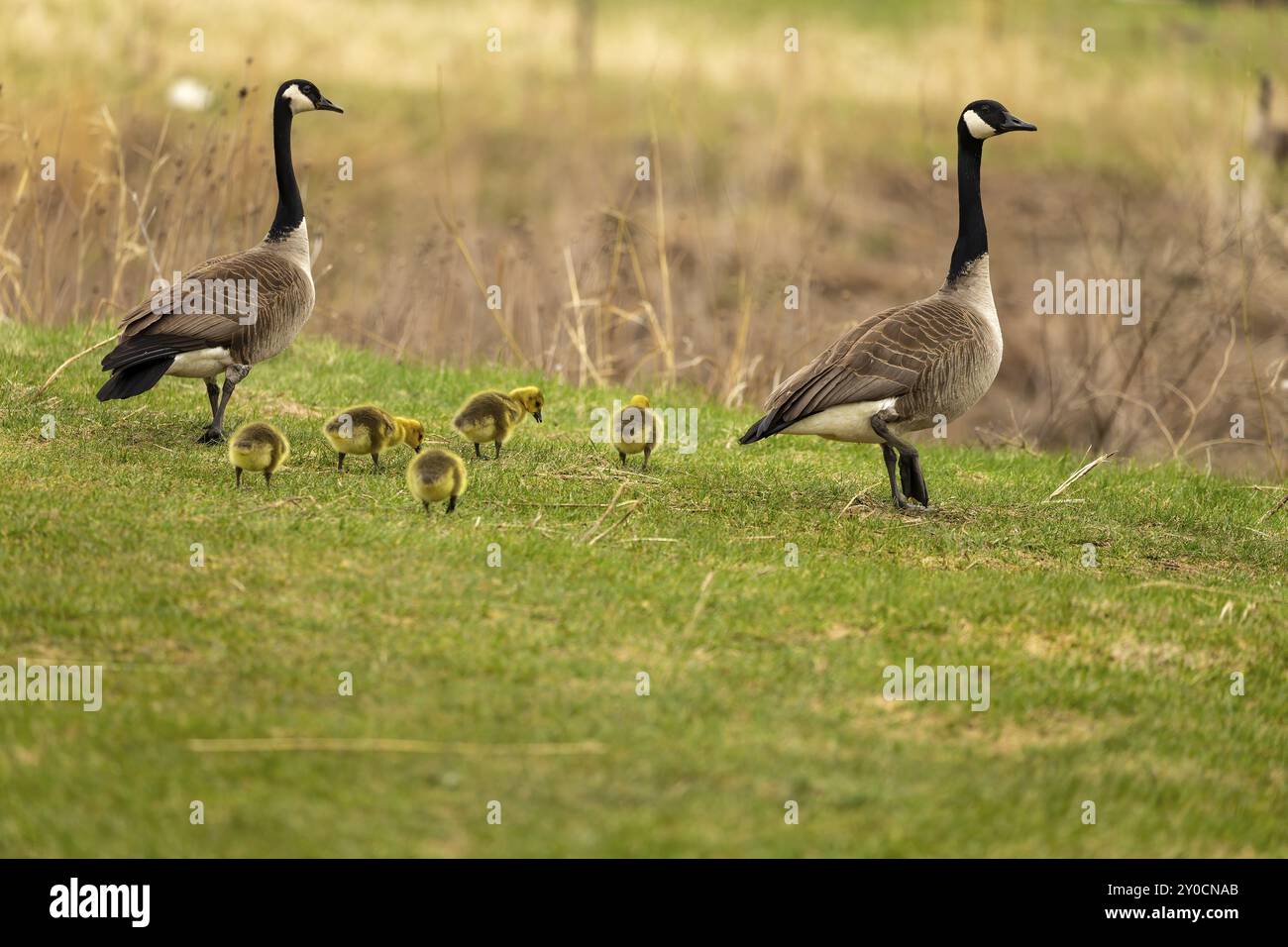 Natural scene from Wisconsin Stock Photo - Alamy
