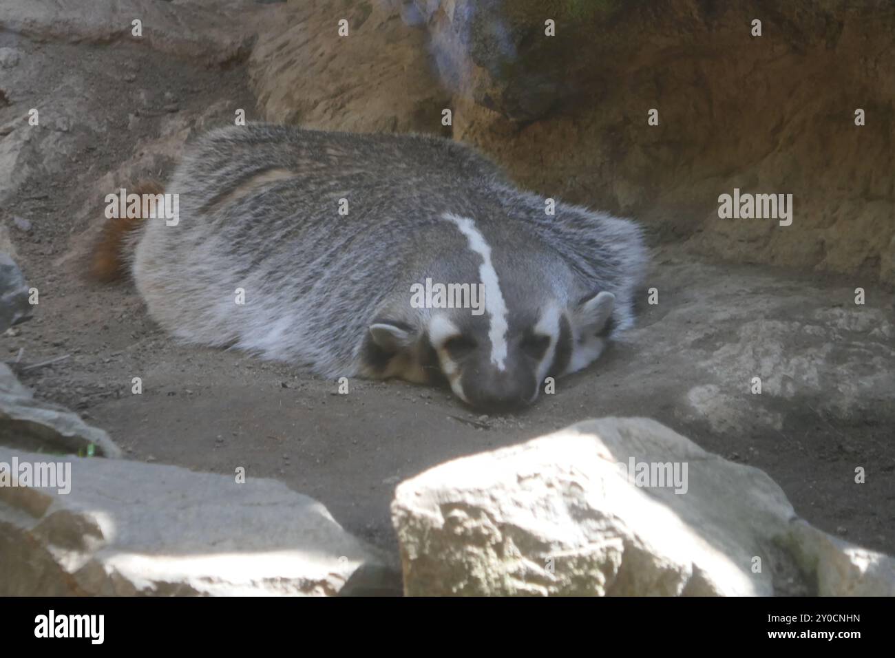 Los Angeles, California, USA 30th August 2024 American Badger at LA Zoo ...