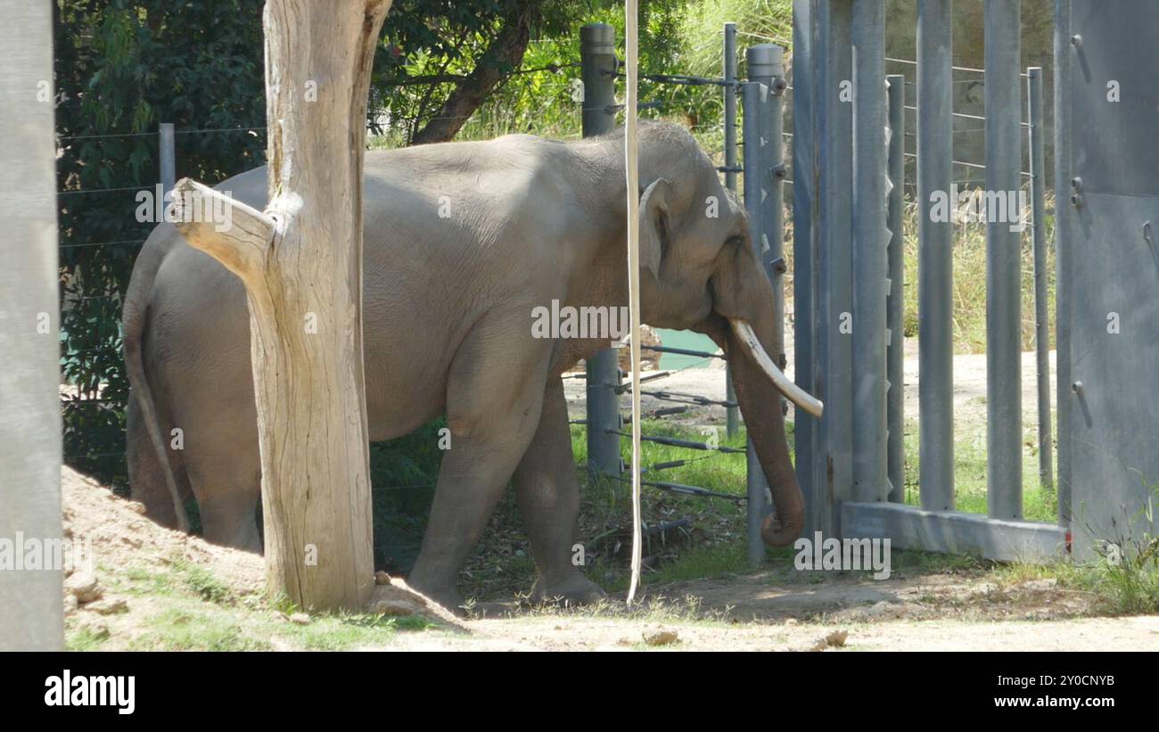 Los Angeles, California, USA 30th August 2024 Asian Elephant Billy at ...