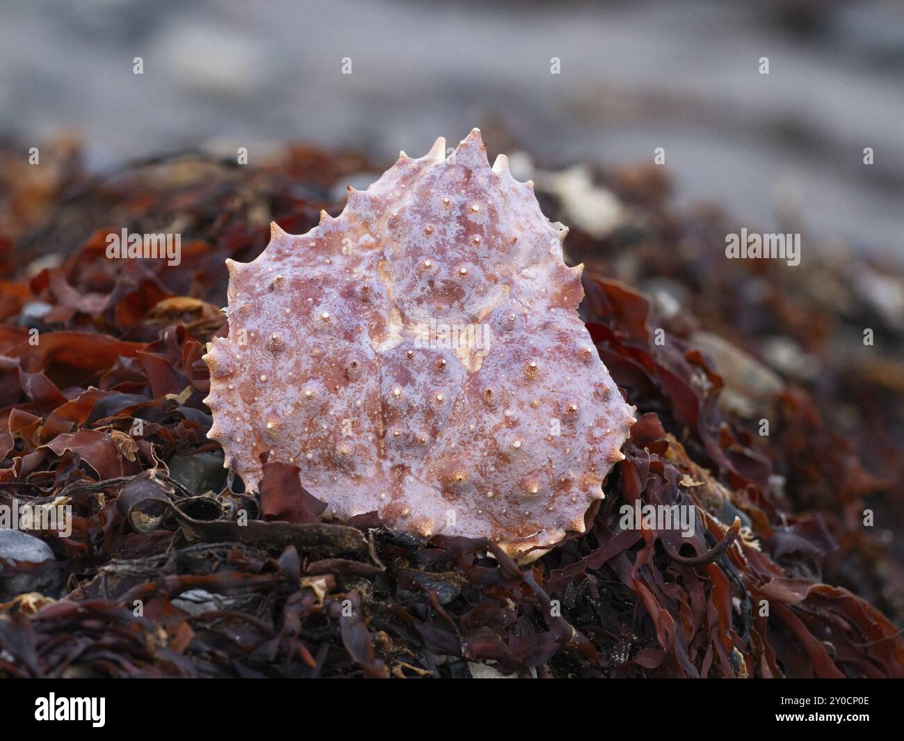 Northern stone crab (Lithodes maja), empty shell on Arctic coastline ...