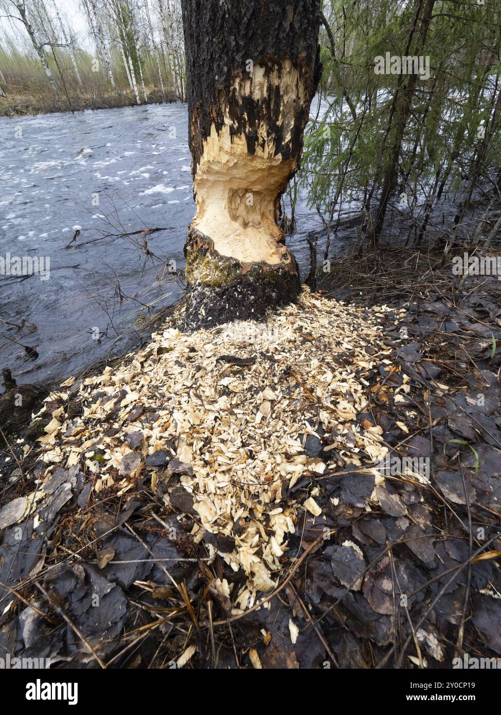 European Beaver (Castor fibre) bite marks on heavily gnawed Poplar tree ...
