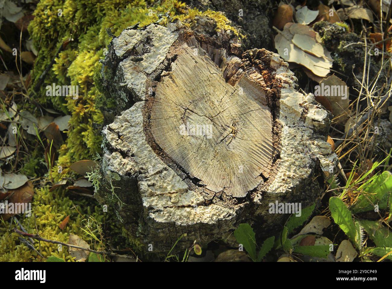 Cork tree cross section hi-res stock photography and images - Alamy