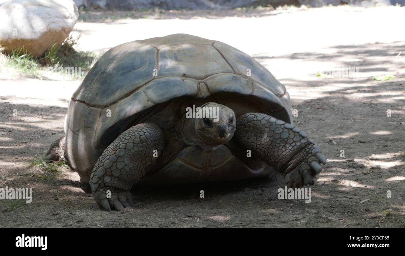 Los Angeles, California, USA 30th August 2024 Aldabra Tortoise at LA ...