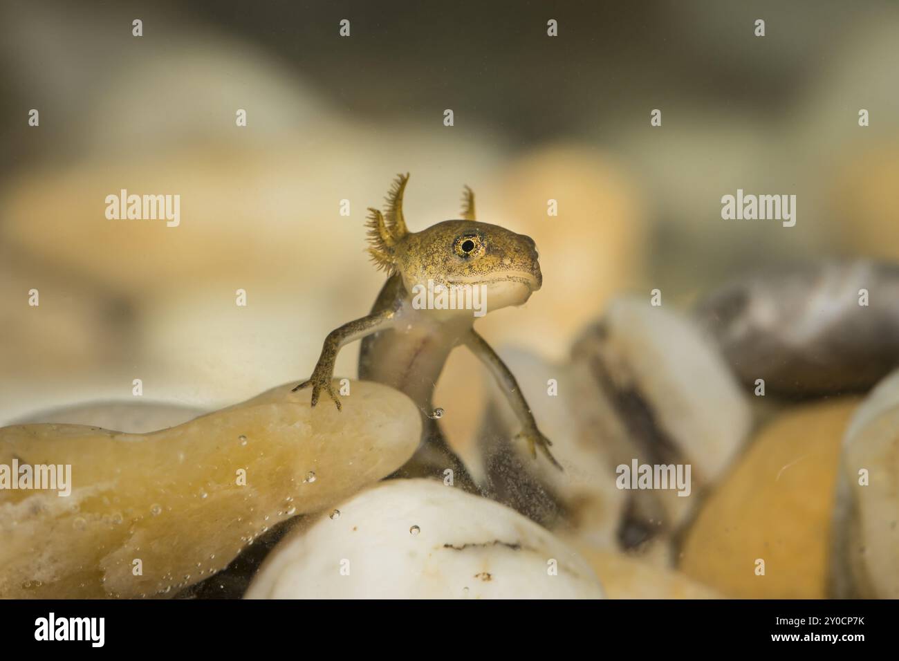 Pond newt larva, Lissotriton vulgaris, smooth newt Stock Photo - Alamy