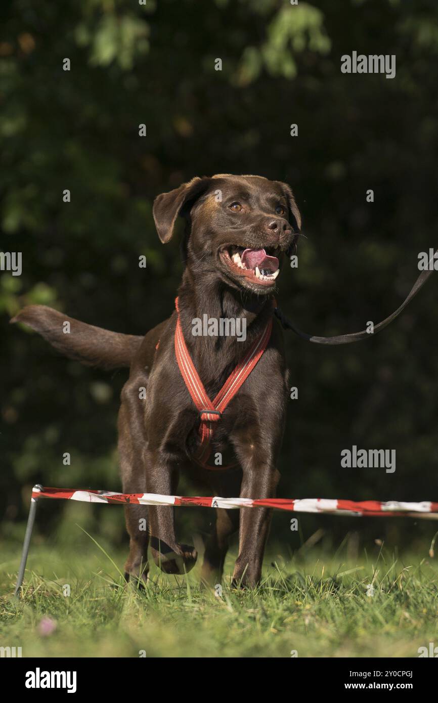 Labrador Retriever lunging Stock Photo - Alamy