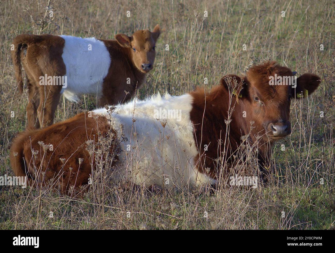 Lakenveld cattle, used for nature conservation (grazing) Dutch belted ...