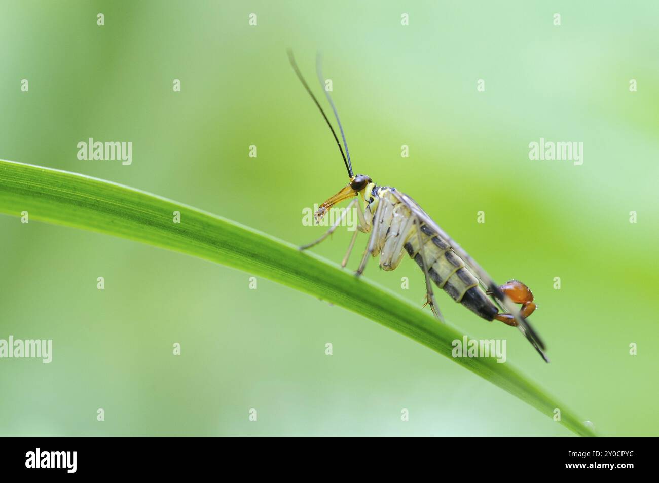 A male German Scorpion Fly sitting on a bent blade of grass Stock Photo ...