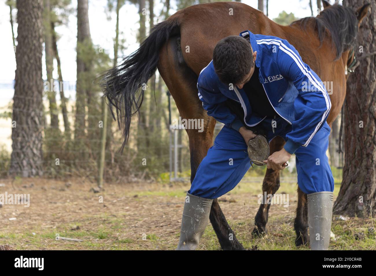 Worker in blue uniform cleaning a horseshoe from a horse's leg ...