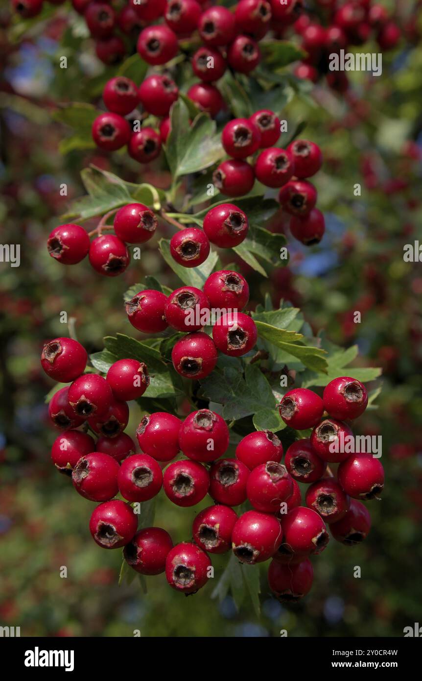 Fruits of the Common Hawthorn, Crataegus monogyna Fruit of the Common ...