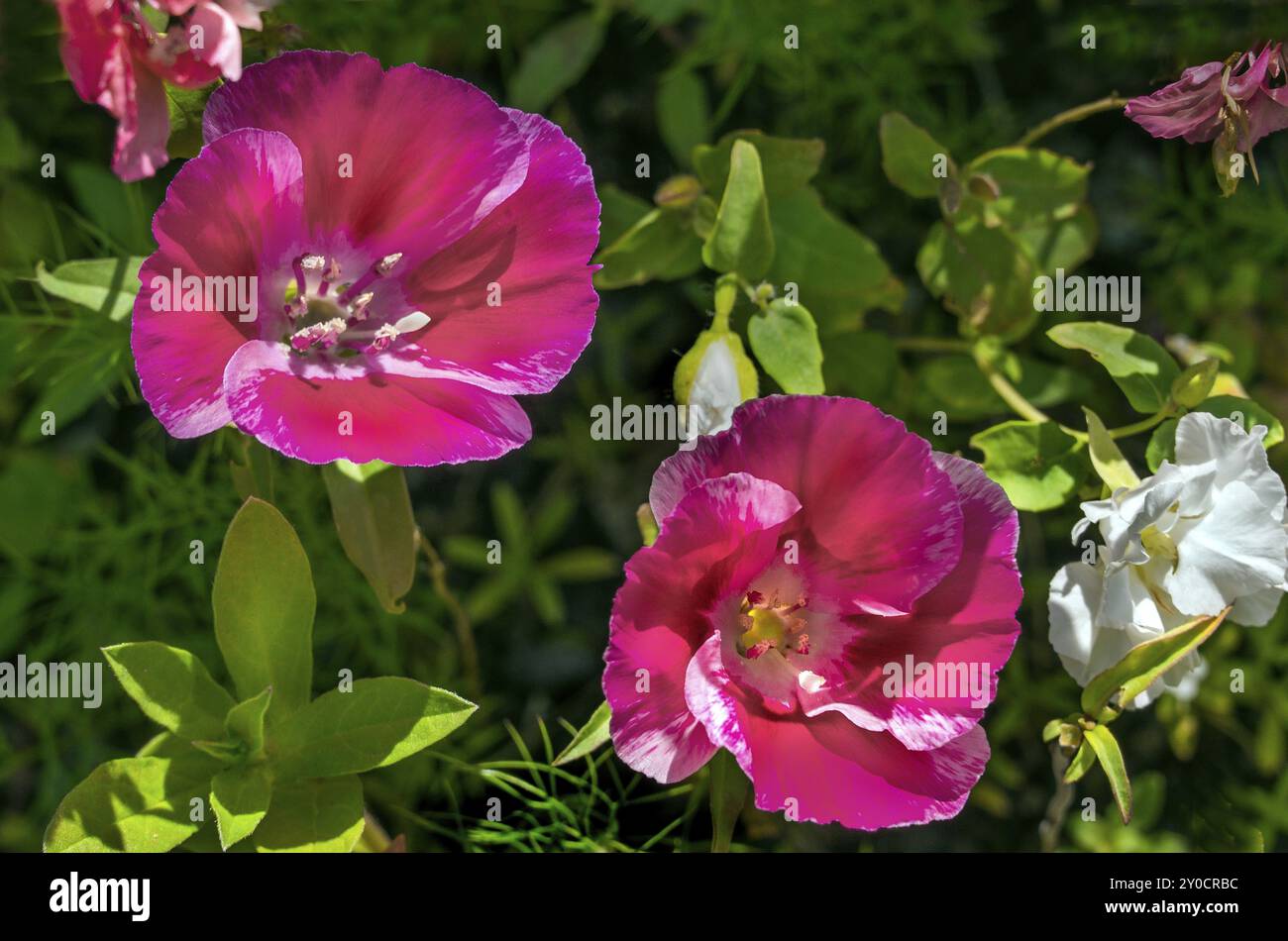 Godetia (Clarkia amoena), Allgaeu, Bavaria, Germany, Europe Stock Photo ...