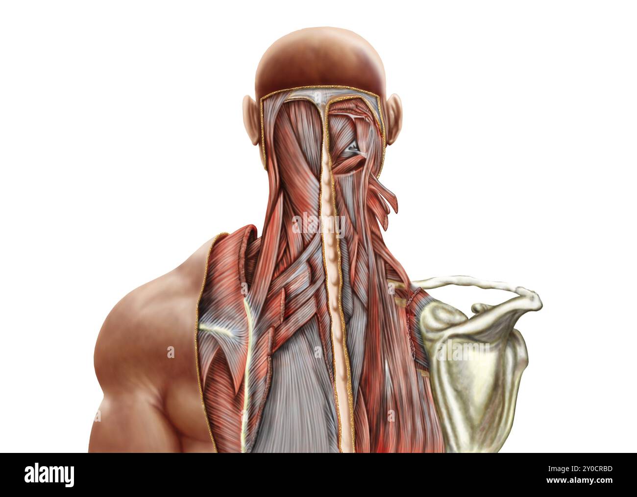 Anatomy rear view back human hi-res stock photography and images - Alamy