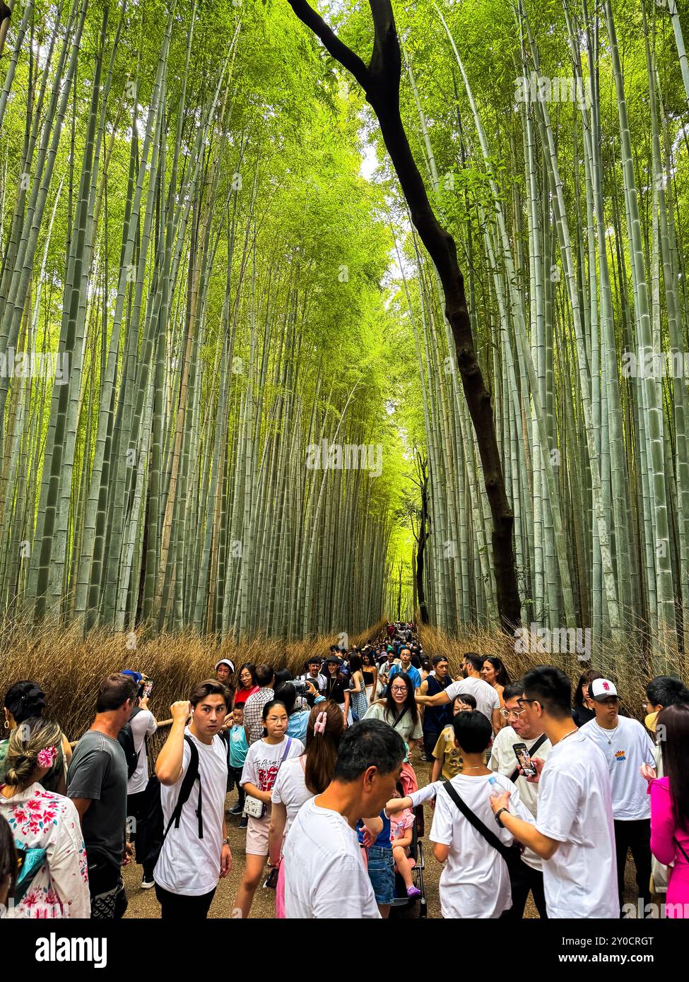 Arashiyama Bamboo Forest in Kyoto, Japan Stock Photo - Alamy