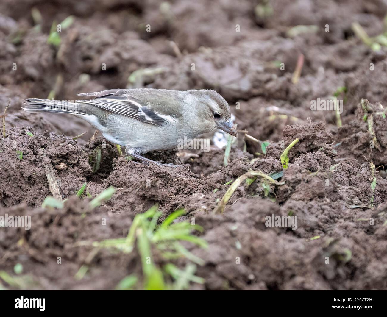 Bird photography azores hi-res stock photography and images - Alamy