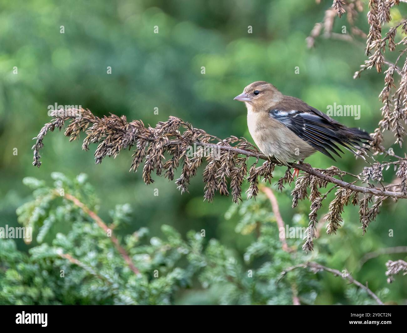 Wildlife azores hi-res stock photography and images - Alamy