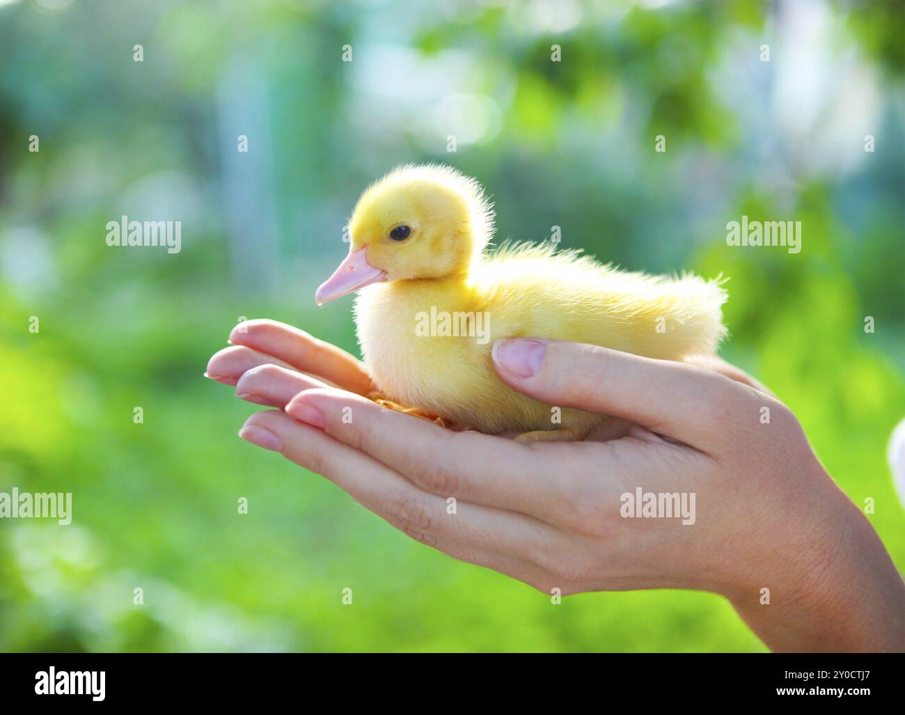 Woman holding yellow duckling outdoors at green nature background Stock ...