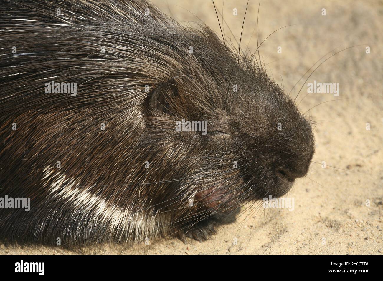 Common or true old world porcupine (Hystricidae Stock Photo - Alamy