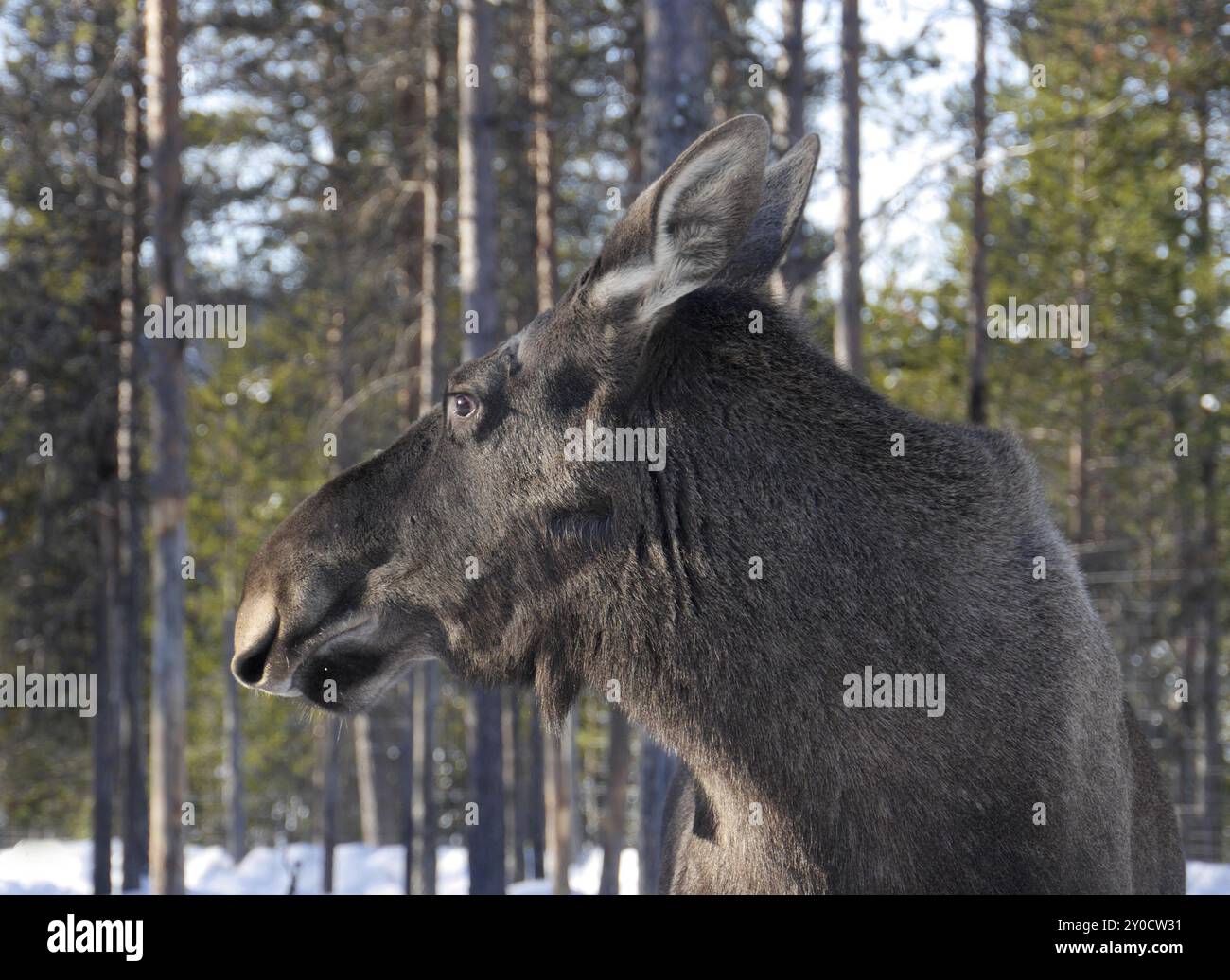Moose antler scene hi-res stock photography and images - Alamy