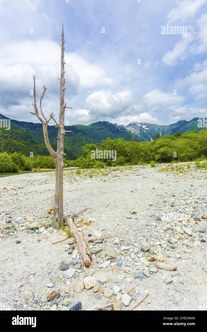 Dead tree on dry riverbed with landscape view of Mount Hotaka Dake in ...
