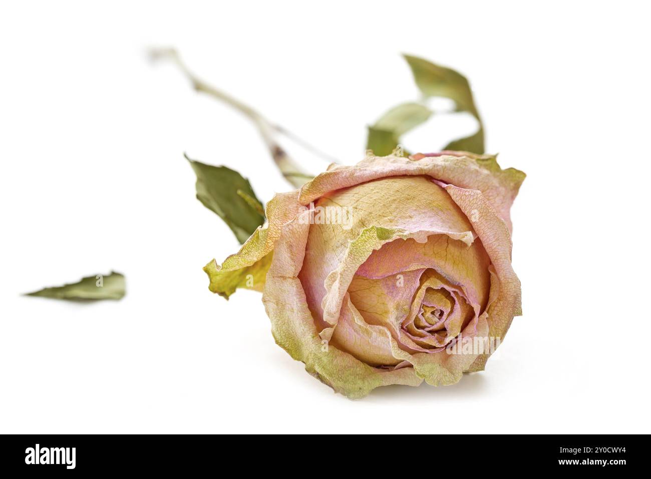 A withered rose on a white background Stock Photo - Alamy