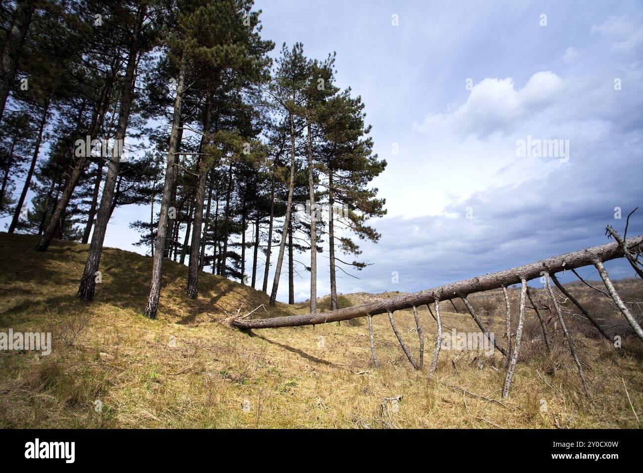 Coniferous forest with one fallen tree before storm Stock Photo - Alamy