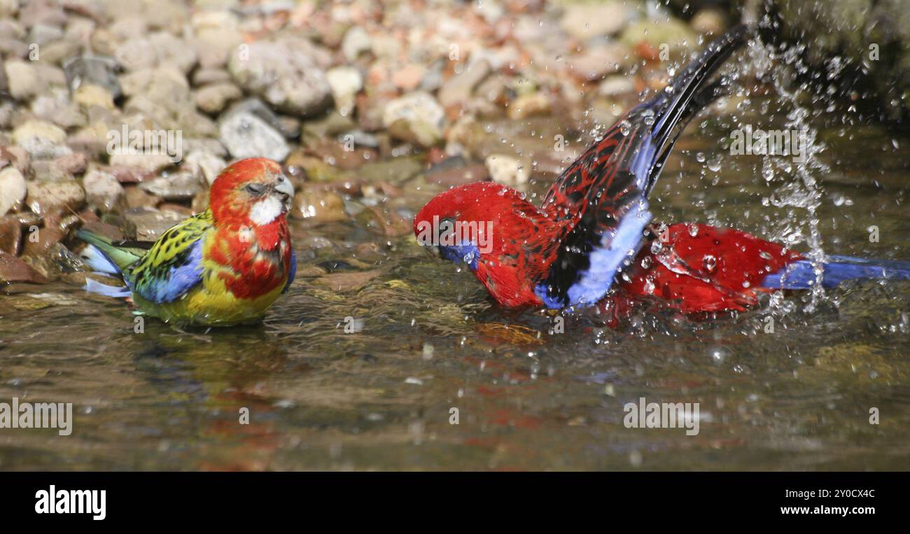 Pennant parakeet and Rosella parakeet Stock Photo - Alamy