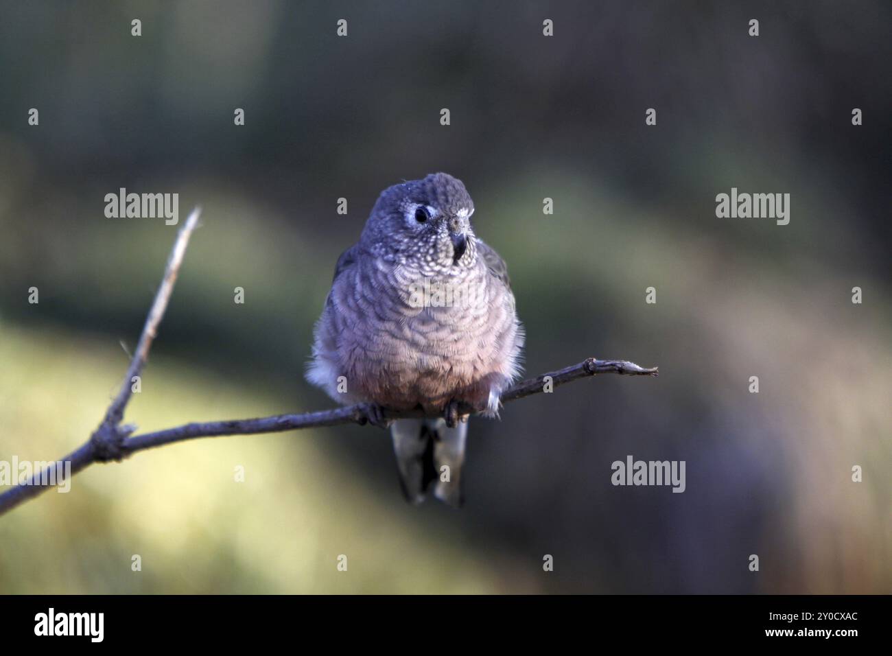 Bourkes parrot hi-res stock photography and images - Alamy