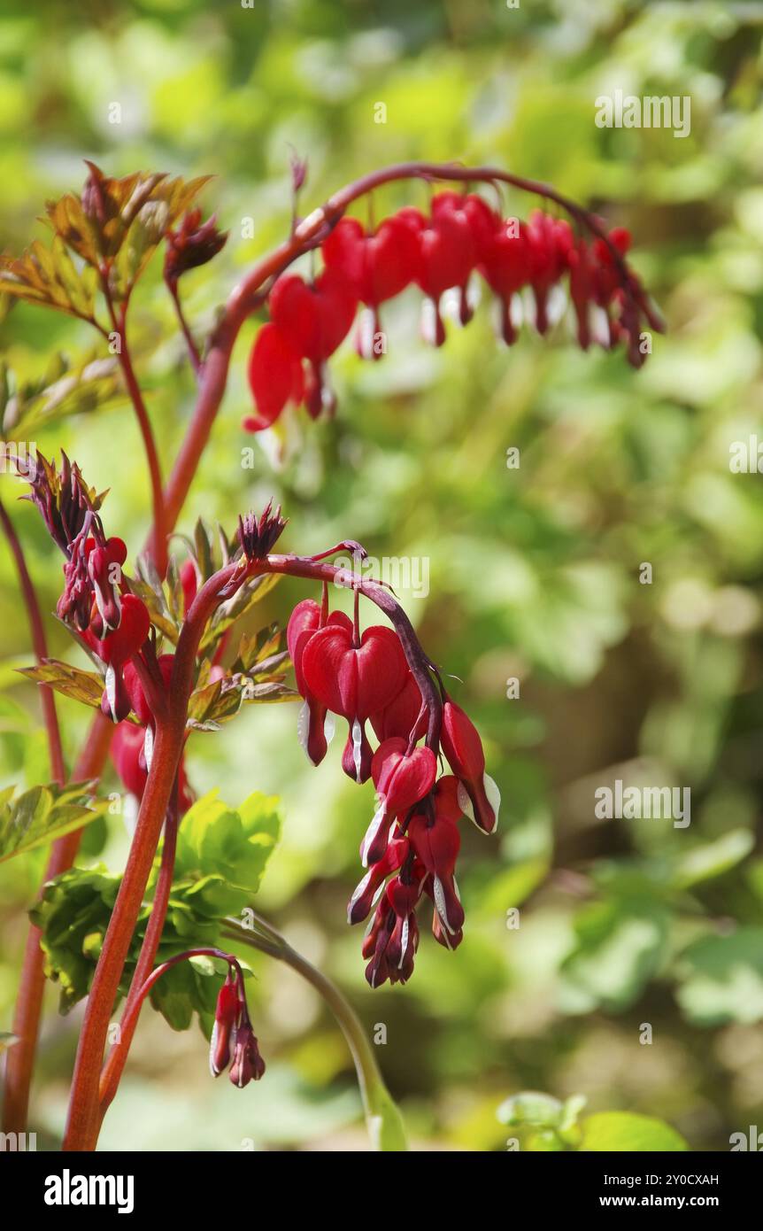 Watering heart, bleeding heart 06 Stock Photo - Alamy