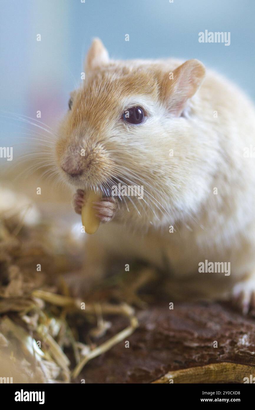 Mongolian gerbil (Meriones), gerbil as a pet Stock Photo - Alamy