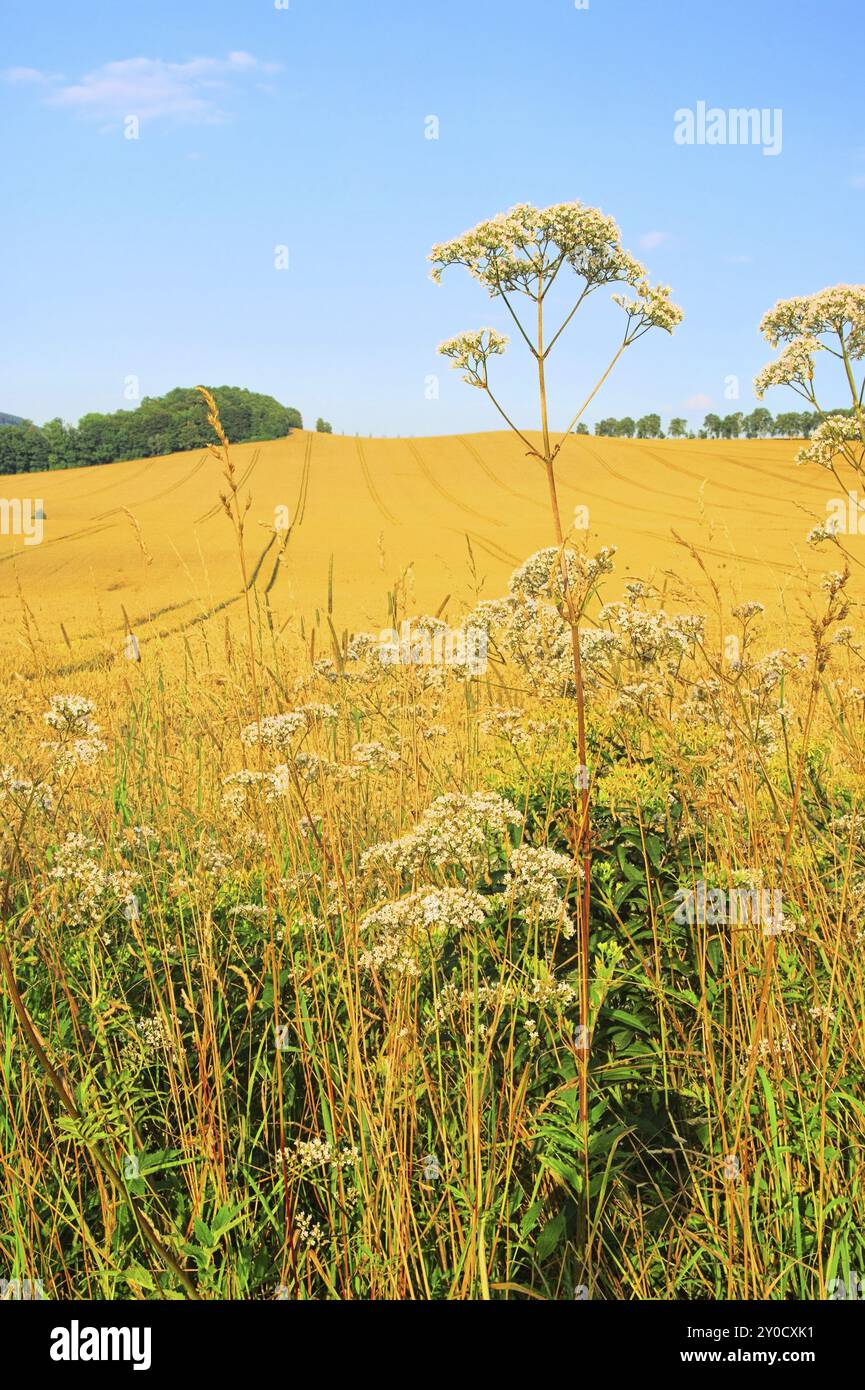 Field, Field 59 Stock Photo - Alamy