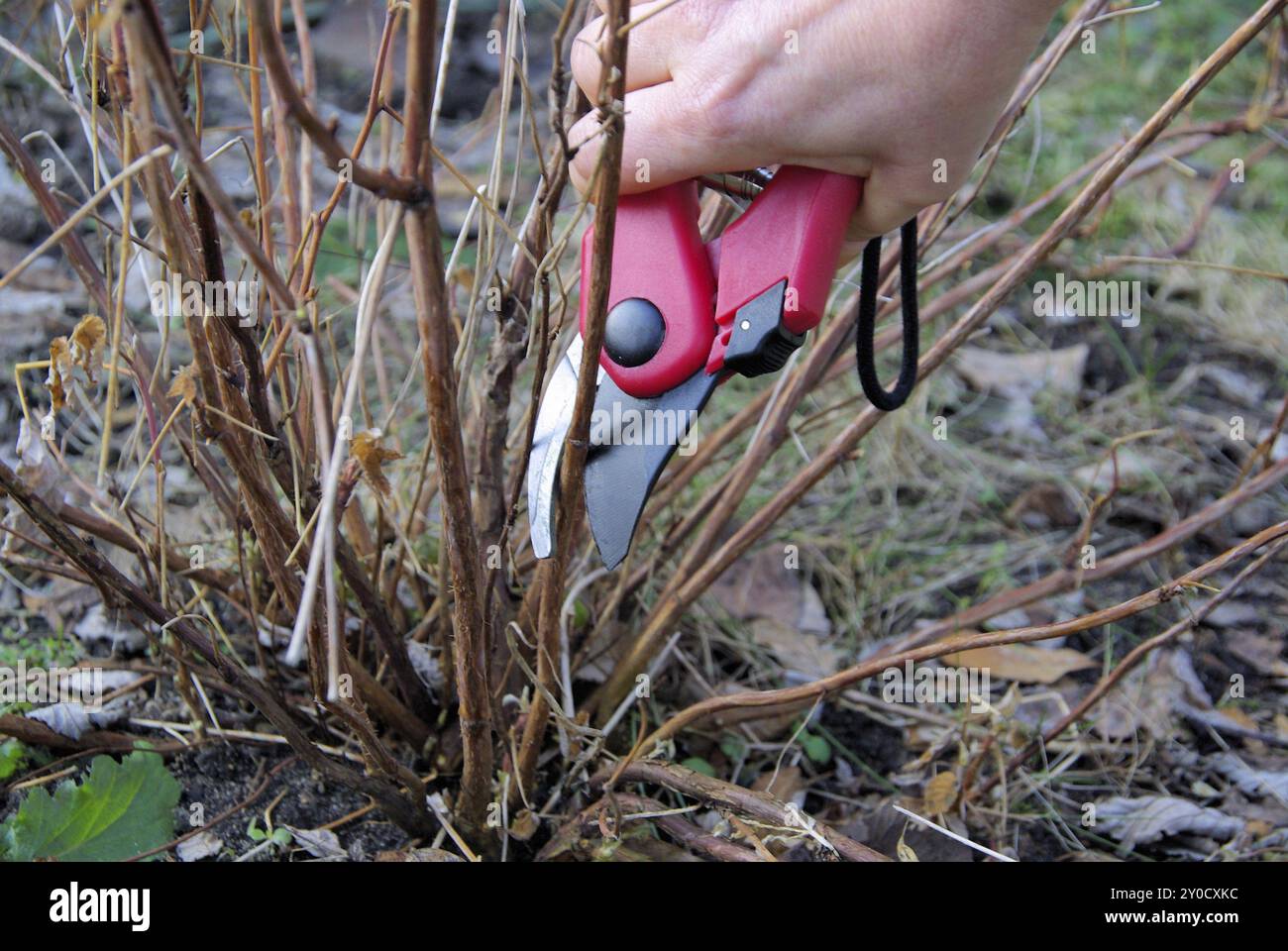 Pruning shrubs, shrub cutting Stock Photo - Alamy