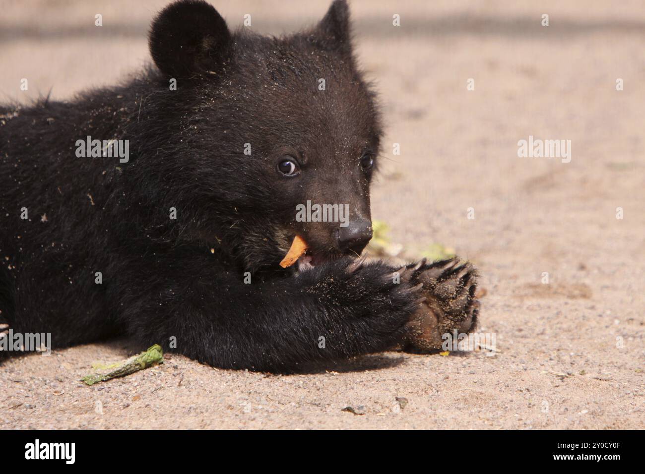 Collar bear (young Stock Photo - Alamy