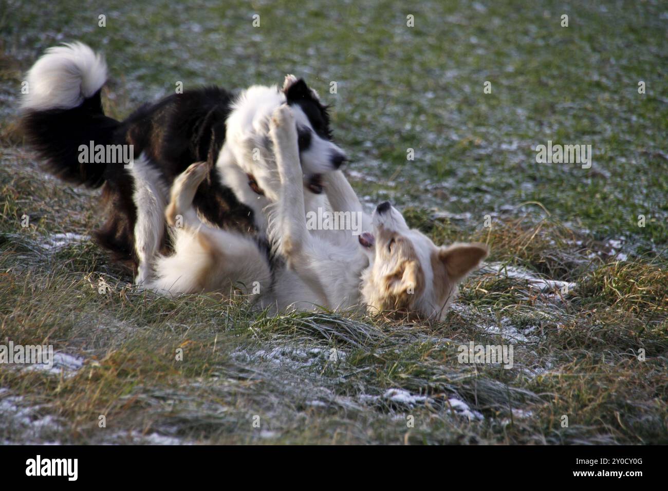 Scuffling hi-res stock photography and images - Alamy