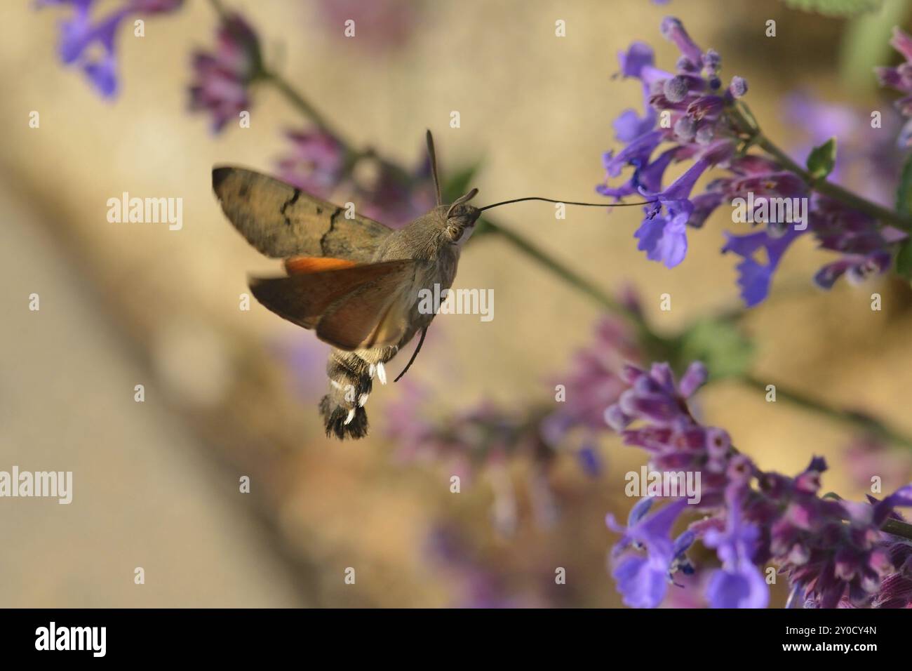 Hummingbird hawk-moth in flight on a flower Stock Photo - Alamy