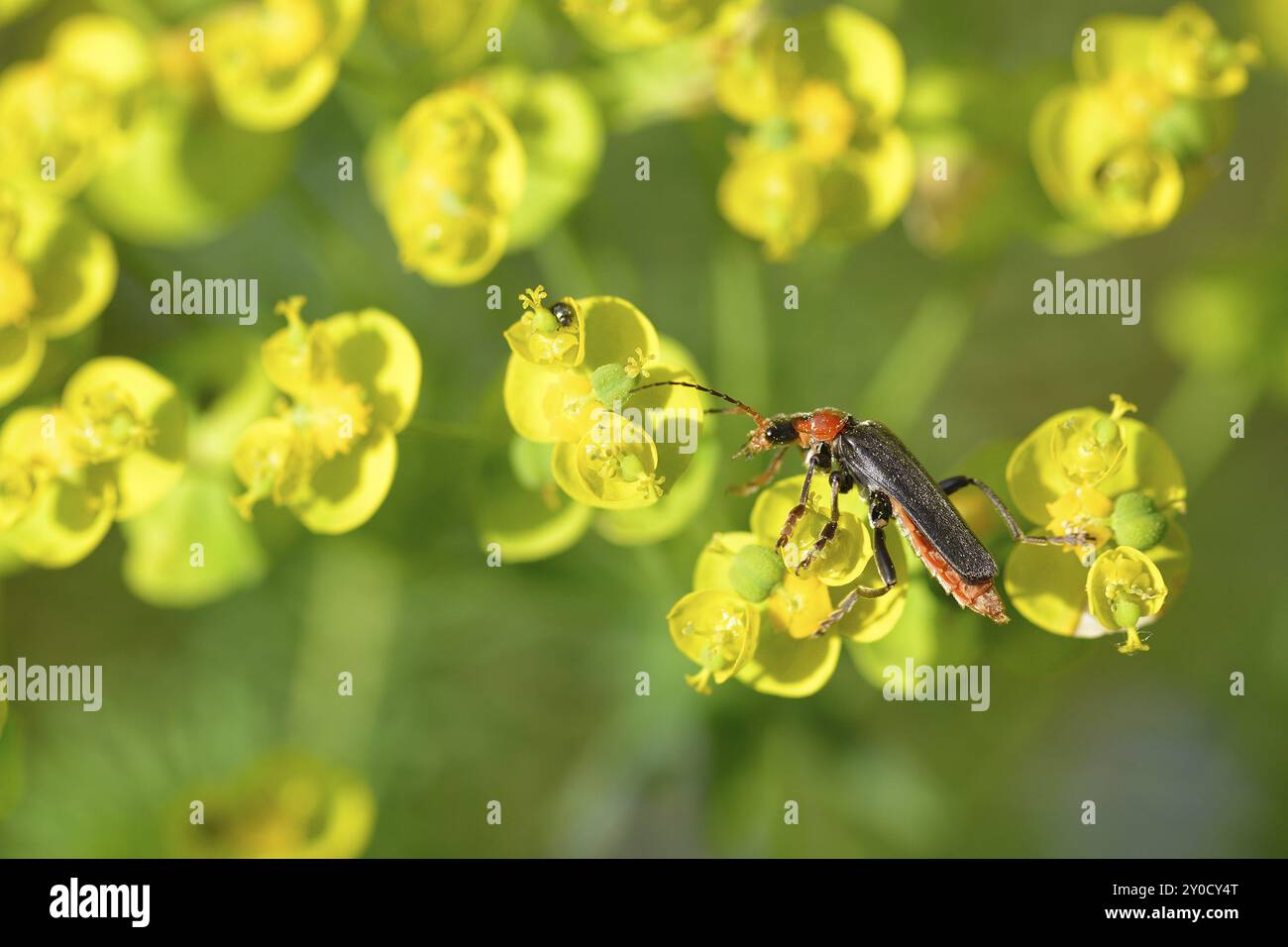 Cantharis fusca is a species of soldier beetle. Common soft-bodied ...