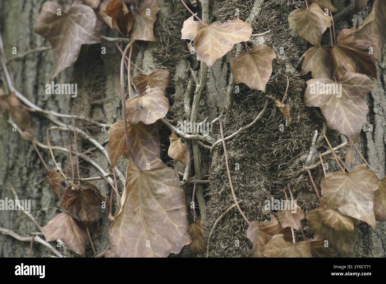 Twisted tendrils hi-res stock photography and images - Alamy