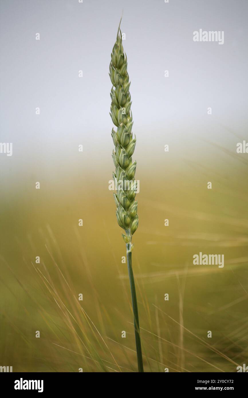 Growing in single spike hi-res stock photography and images - Alamy