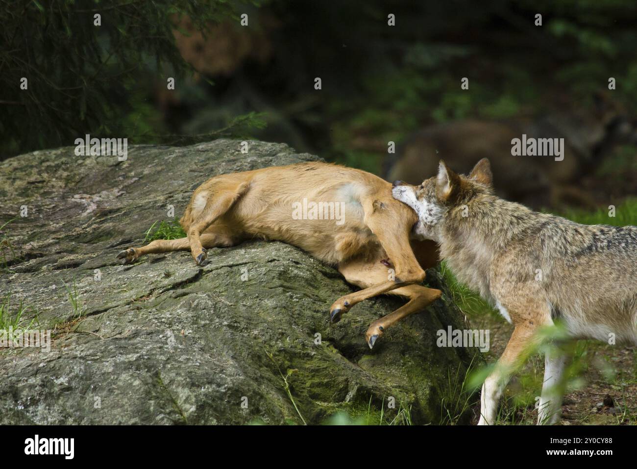 Wolf captures its prey hi-res stock photography and images - Alamy