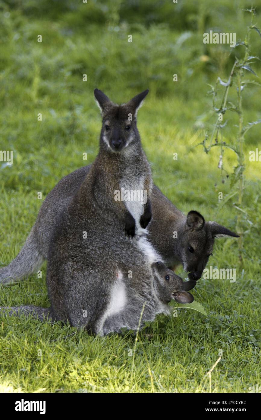 Bennett kangaroo family Stock Photo - Alamy