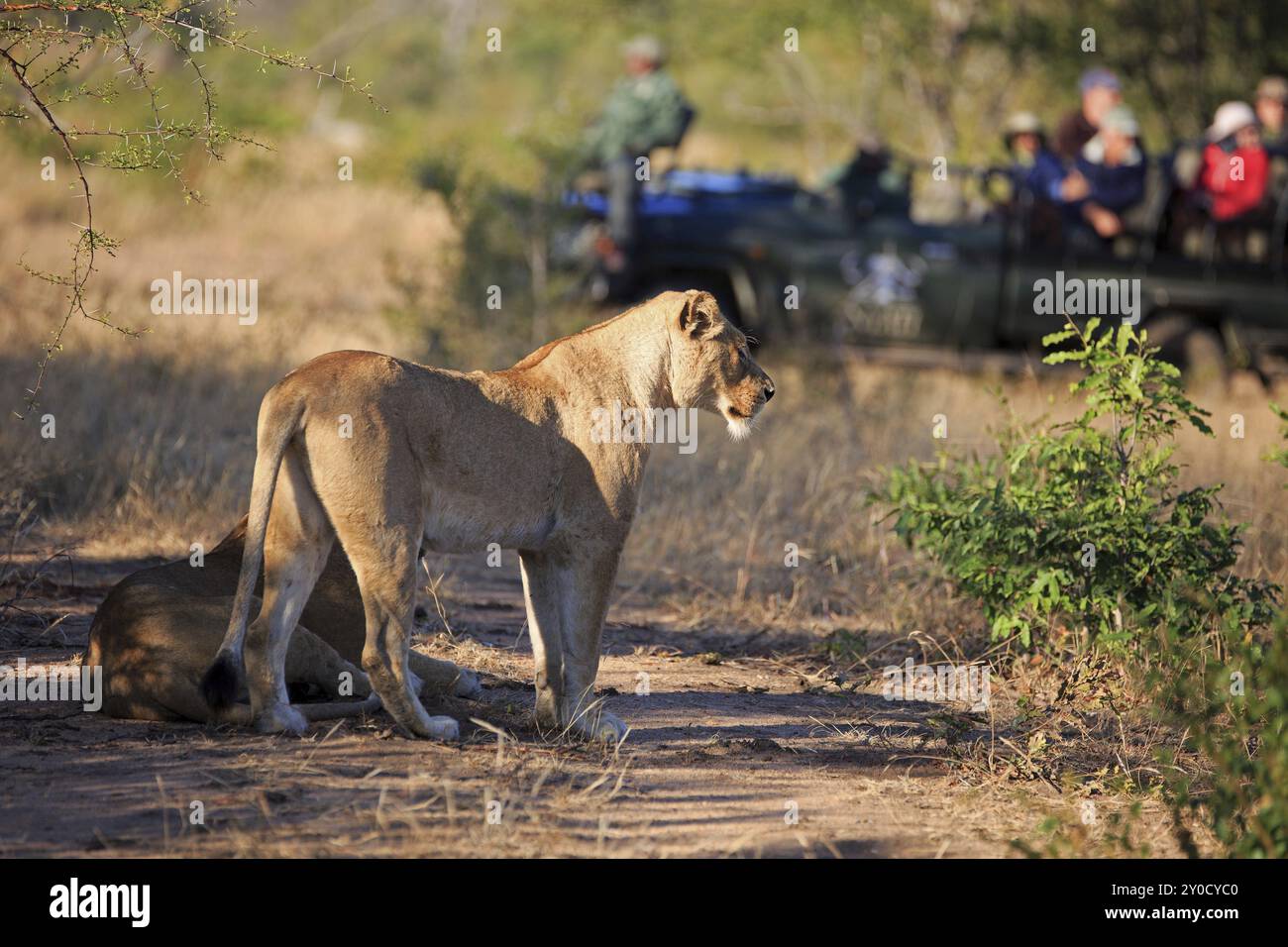 Lioness in front of a safari car with tourists Stock Photo - Alamy