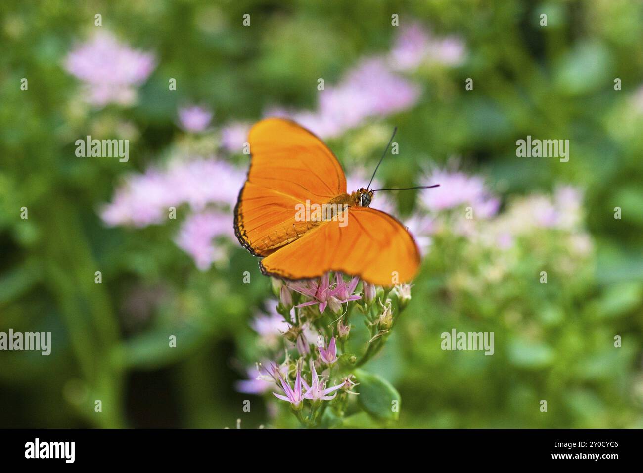 Julia butterfly (Dryas iulia) or torch butterfly, South America Stock ...