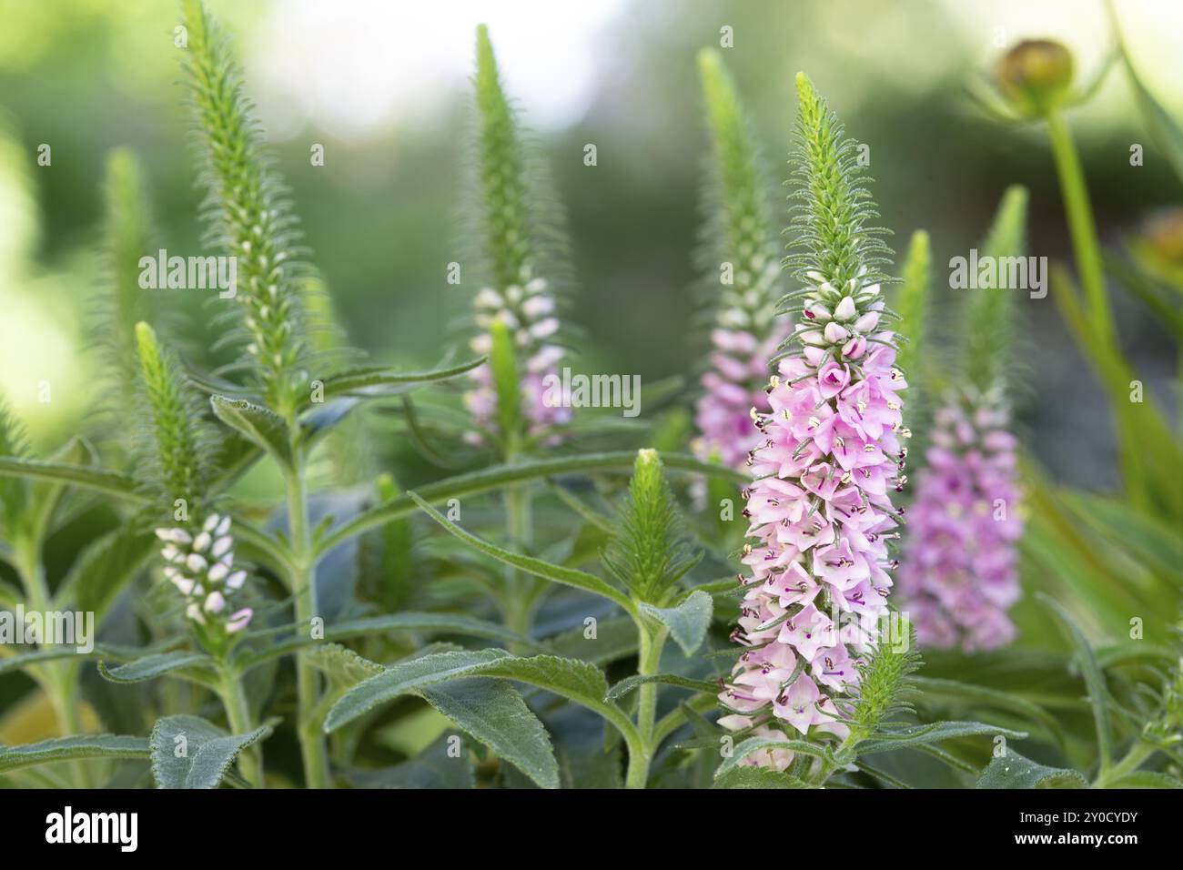 Pink speedwell (Veronica spicata) in the garden Stock Photo - Alamy
