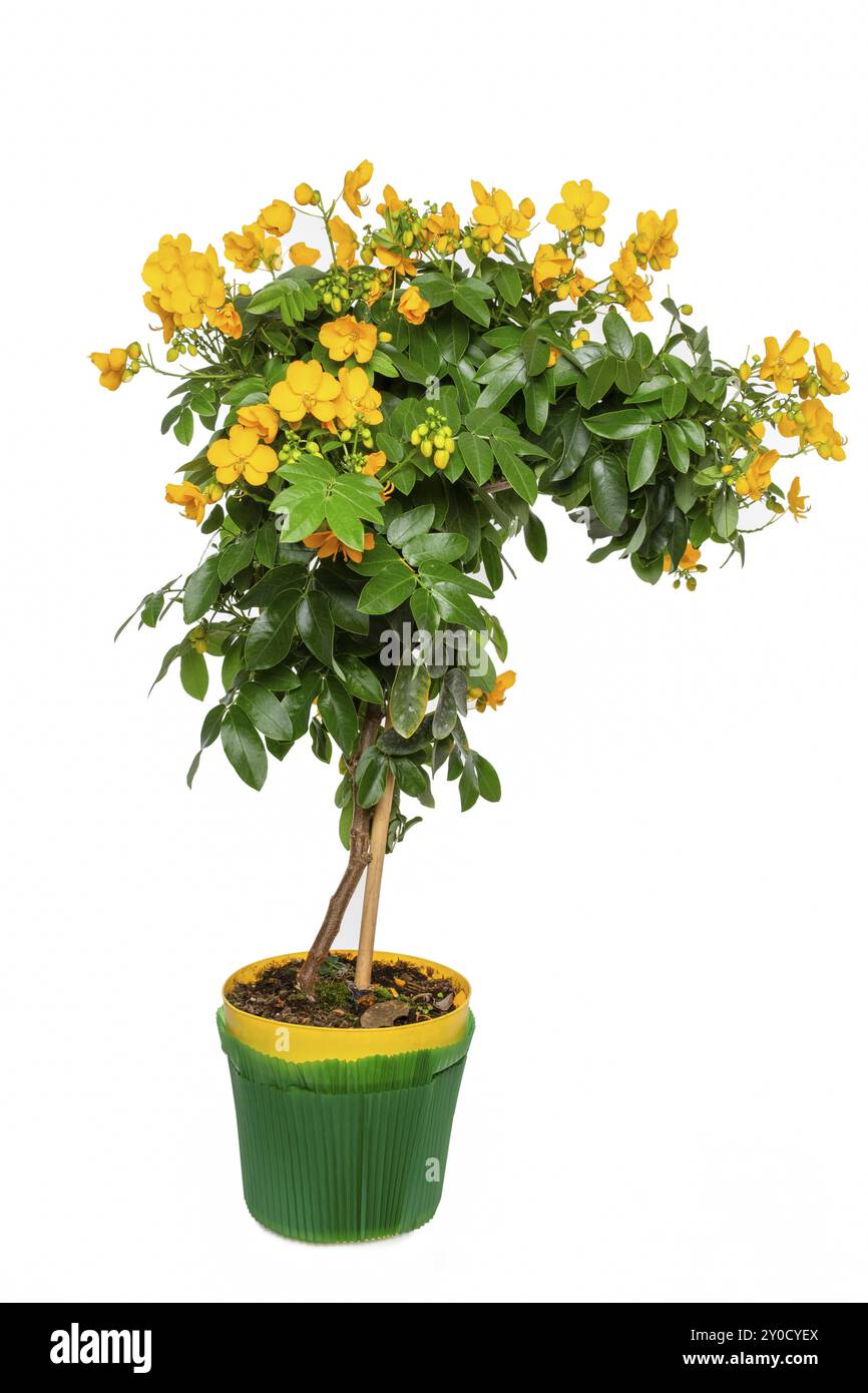 Cassia Corymbosa or Senna tree, free-standing Stock Photo - Alamy