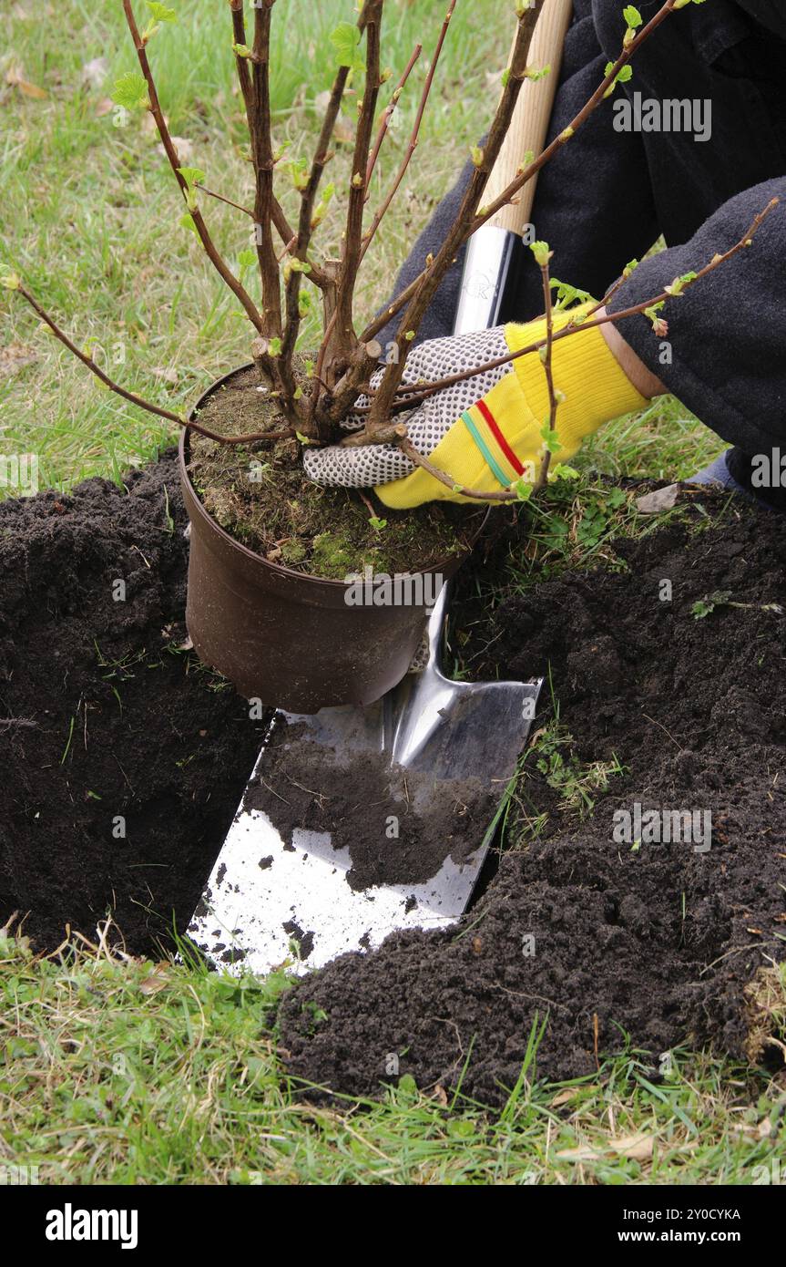 Planting a shrub, planting a shrub Stock Photo - Alamy